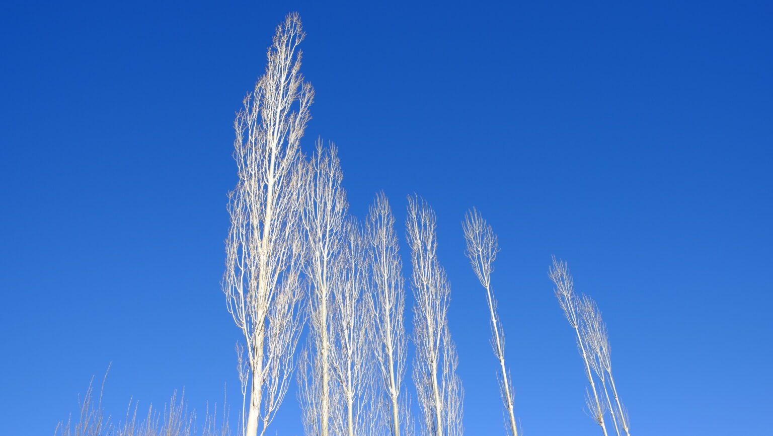 Chiktan Village: Discovering The Enchanting Tapestry Of Northern India ...