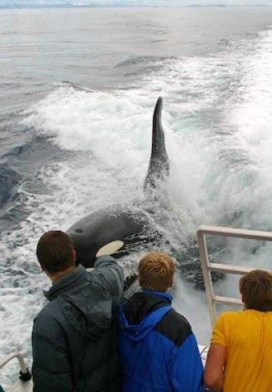 Orca Miracle: Brave Rescue Of Young Boy On Thrilling Fishing Adventure ...