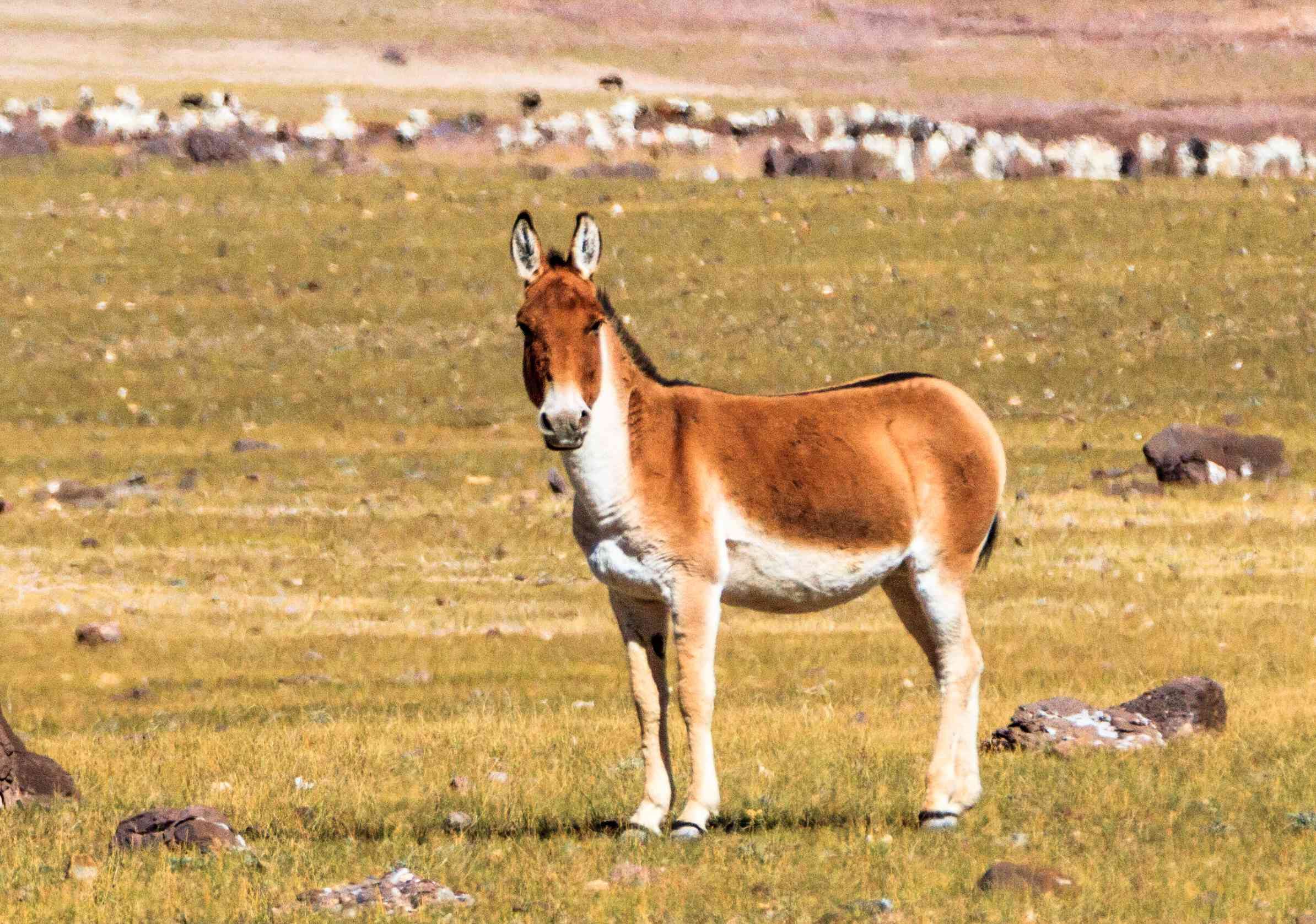 Tibetan Wild Ass (Kiang): Habitat, Behavior, Conservation, And Facts | LIFE On The PLANET LADAKH