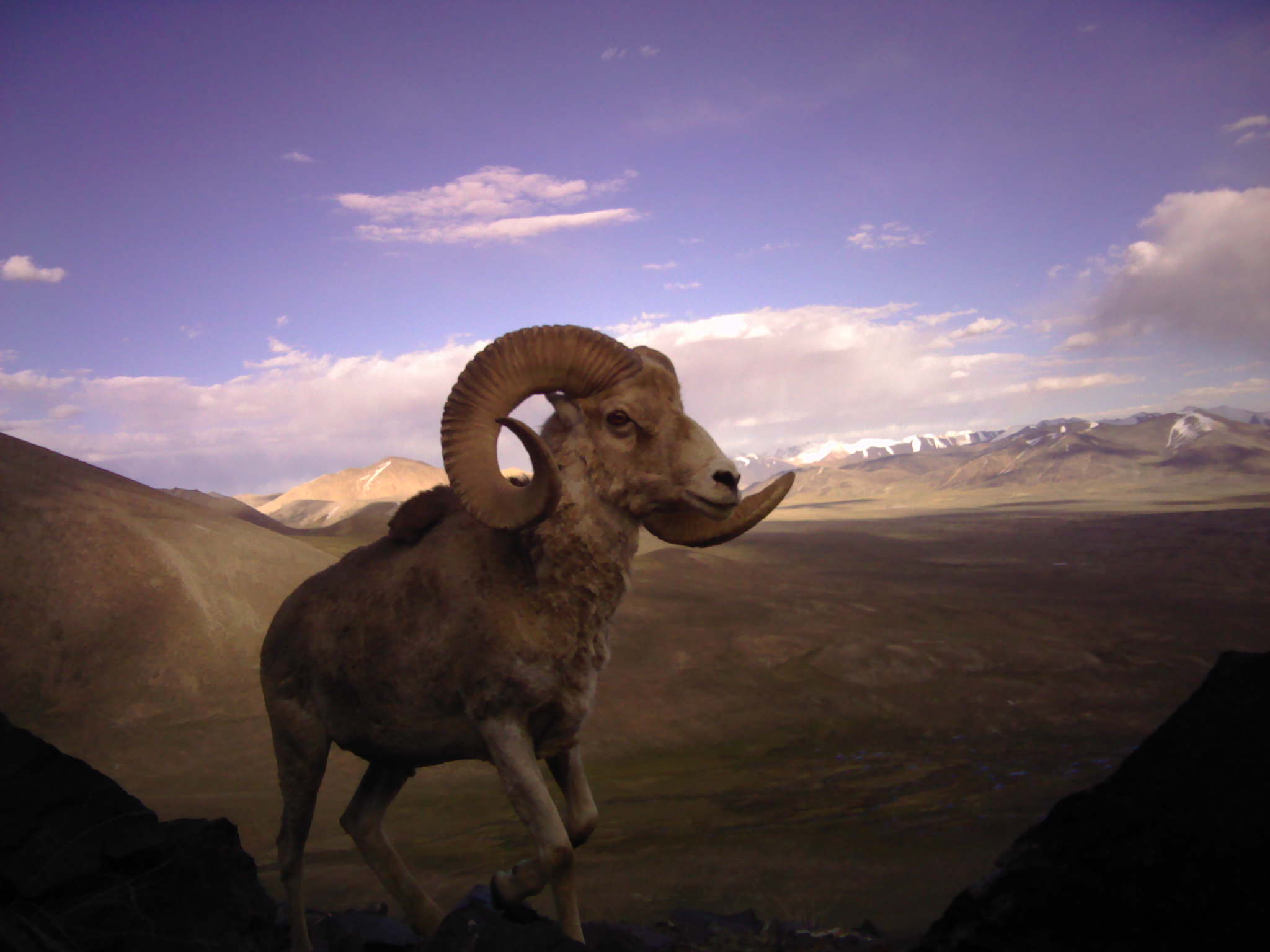 The Majestic Argali: A Guide To The Largest Wild Sheep | Habitat ...